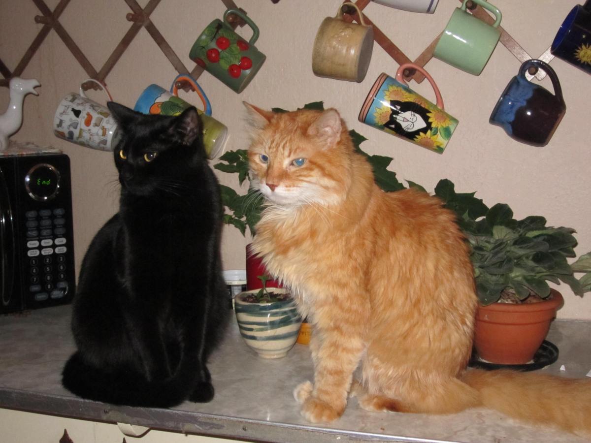 Comeback Cat | The Eclectic Reader